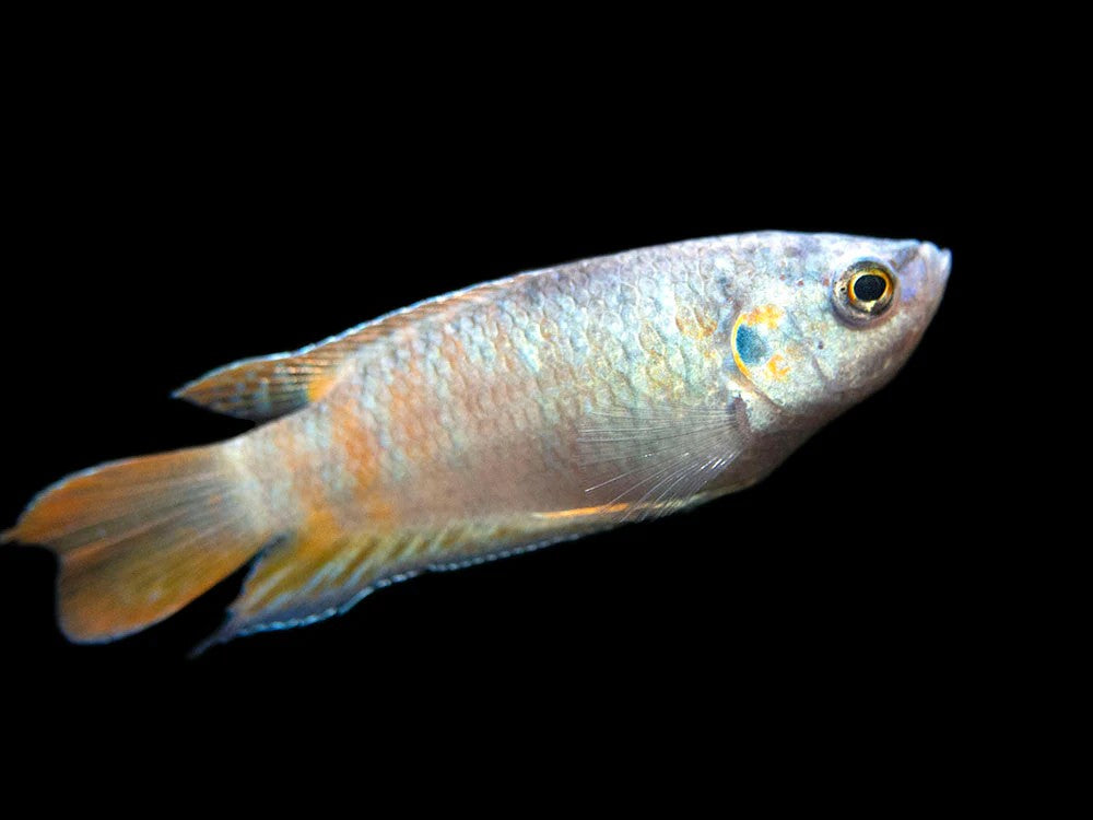 4-Pack Blue Paradise Gourami Live Fish Freshwater Peaceful Community A ...