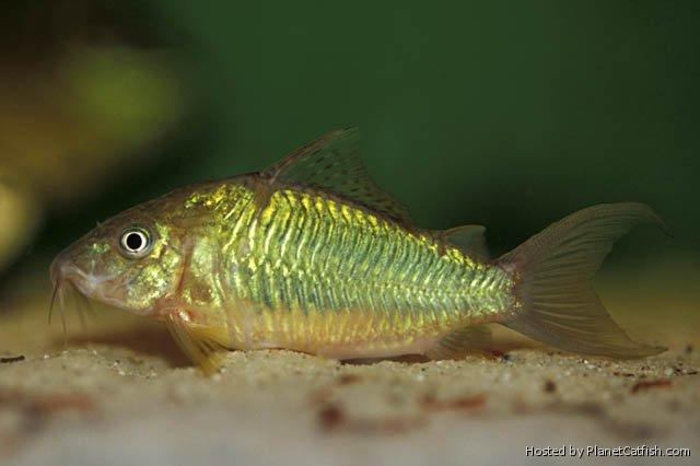 5-Pack Corydoras Emerald Green Live Fish Freshwater Bottom Catfish ...